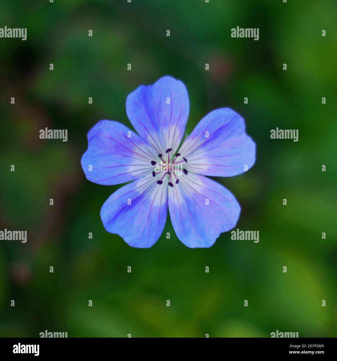 Little Blue Flower Stock Photo - Alamy