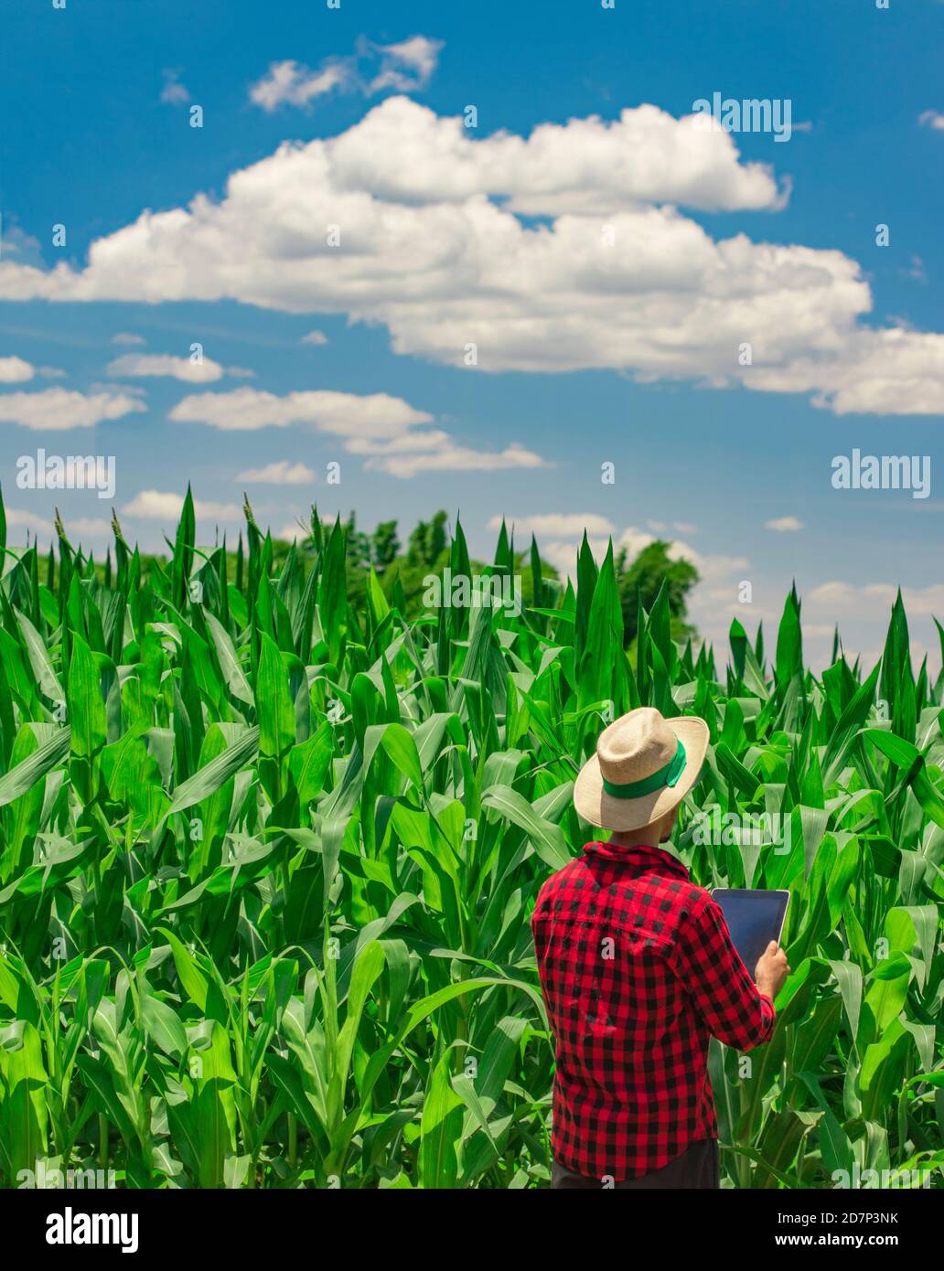 Farmer using digital tablet computer in cultivated corn field ...