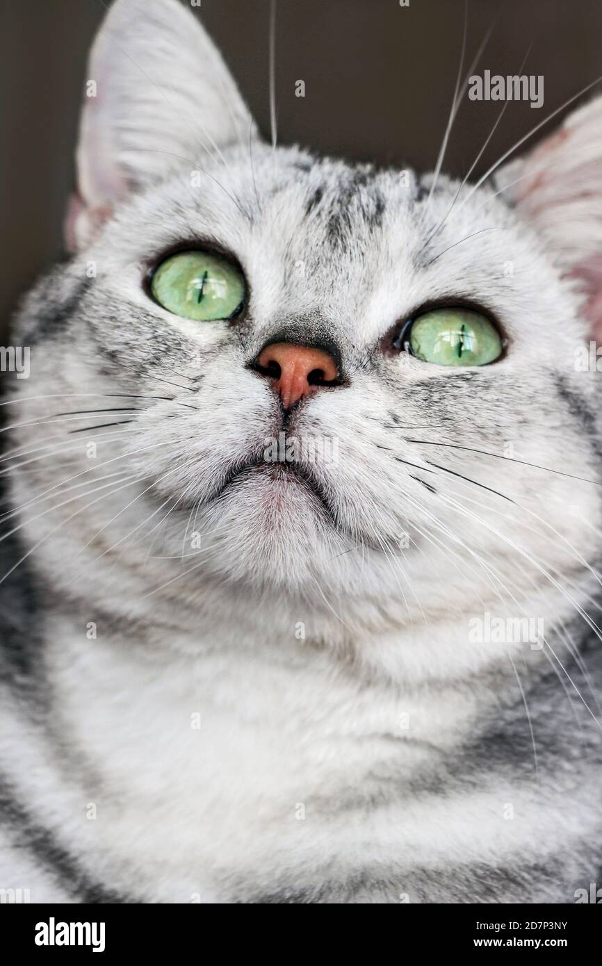 Gray american shorthair tabby cat hi-res stock photography and images ...