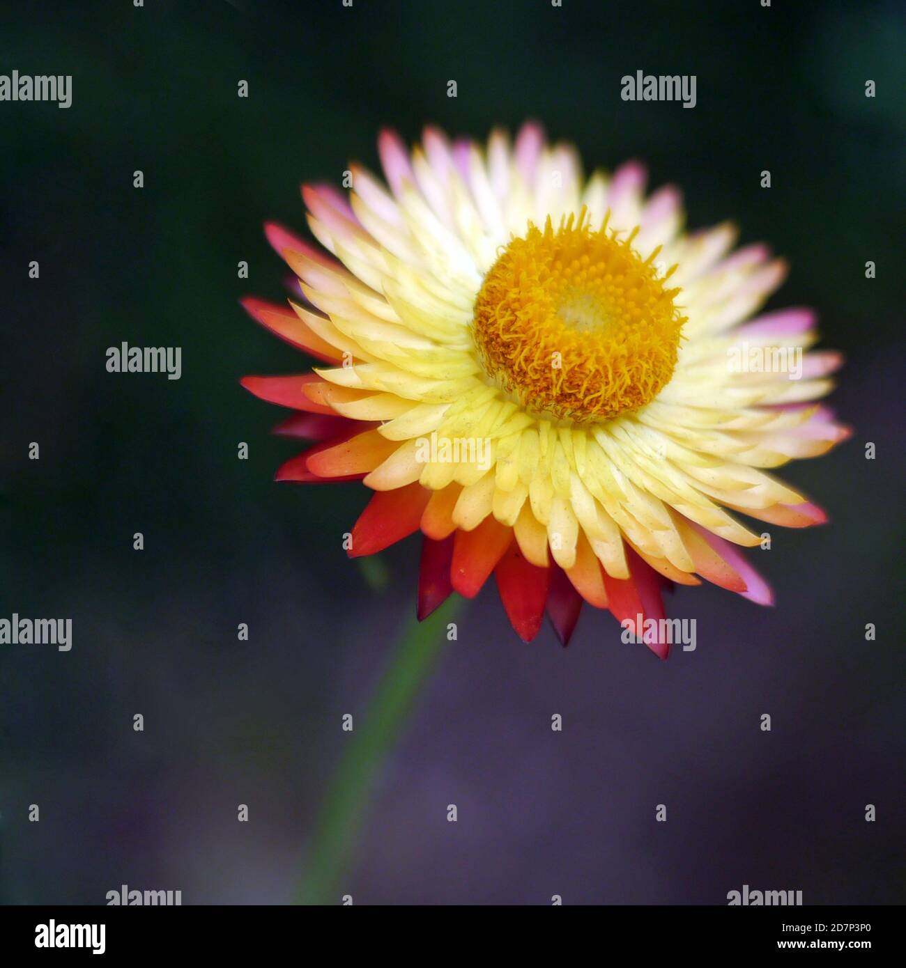 Spinning Flower head Stock Photo - Alamy