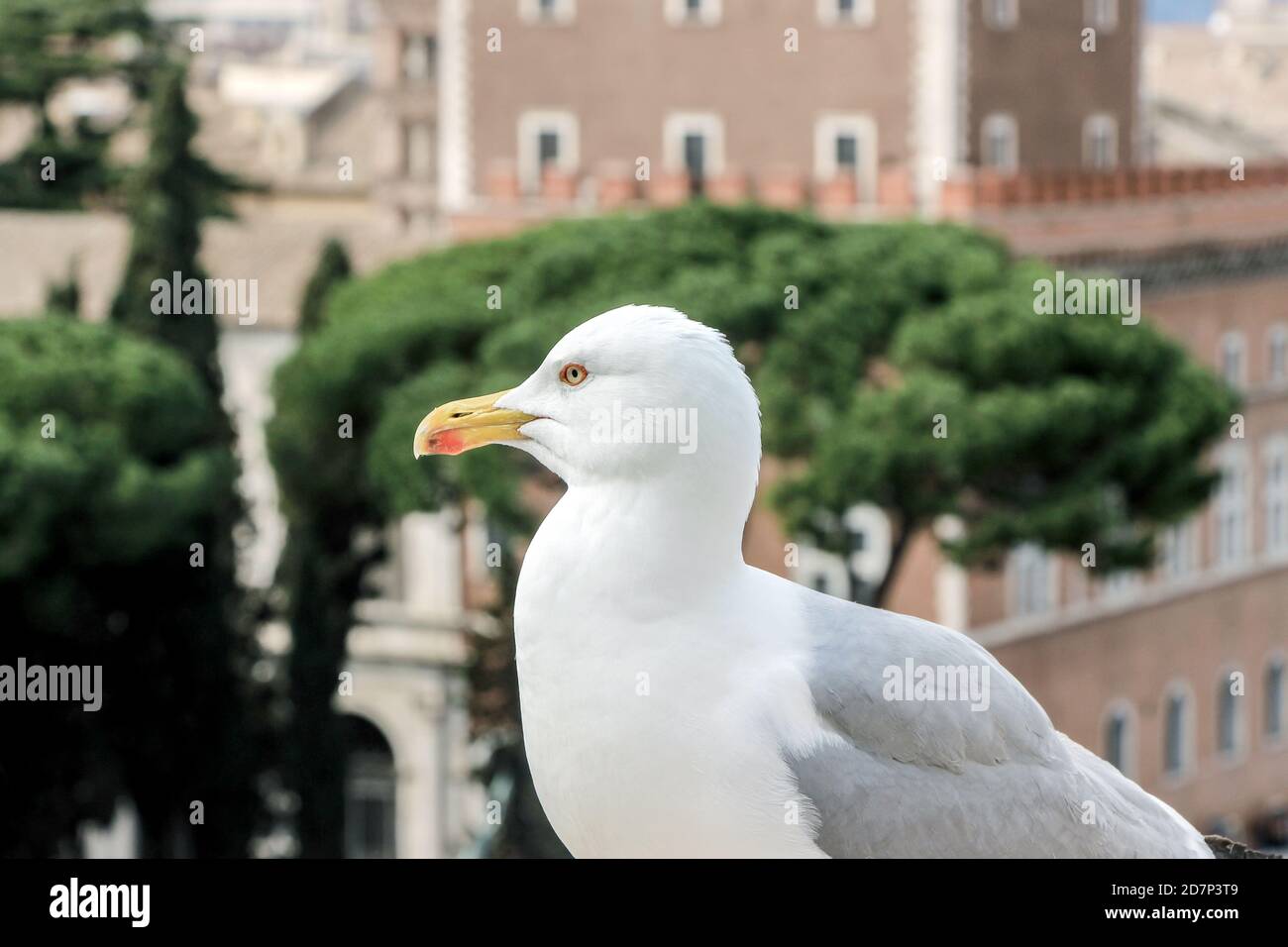 a seagull standing on building rooftop in Rome city Stock Photo - Alamy