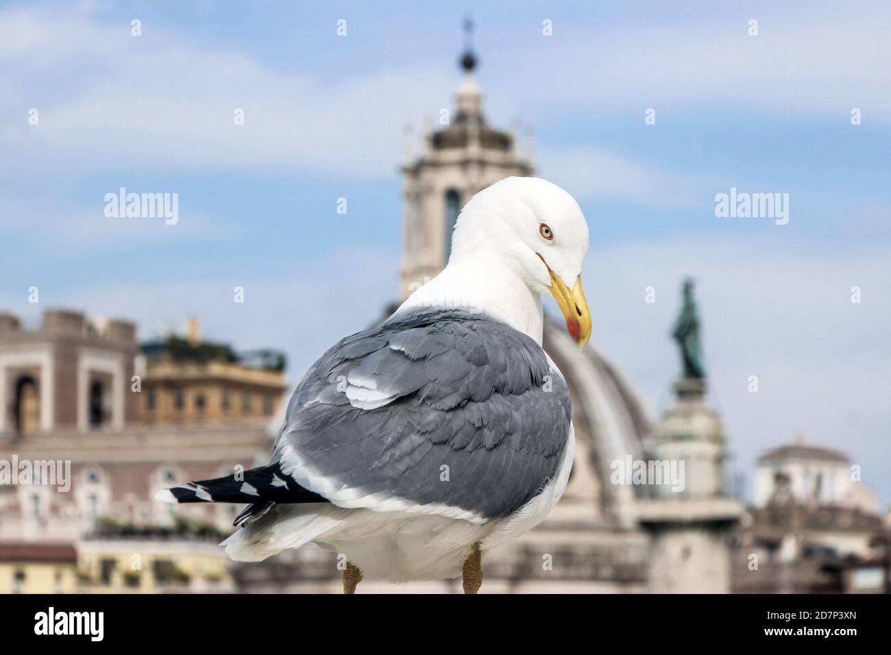 a seagull standing on building rooftop in Rome city Stock Photo - Alamy