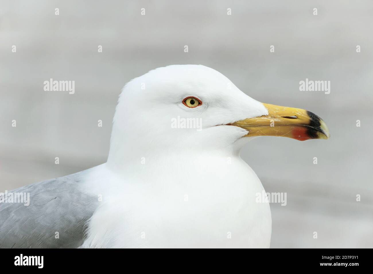 Close up seagull yellow beak hi-res stock photography and images - Alamy