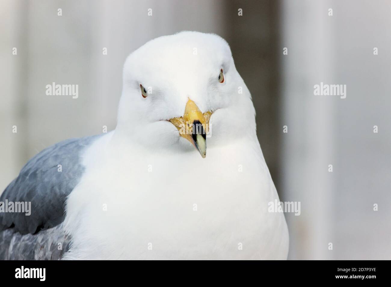 Seagull with yellow beak hi-res stock photography and images - Alamy