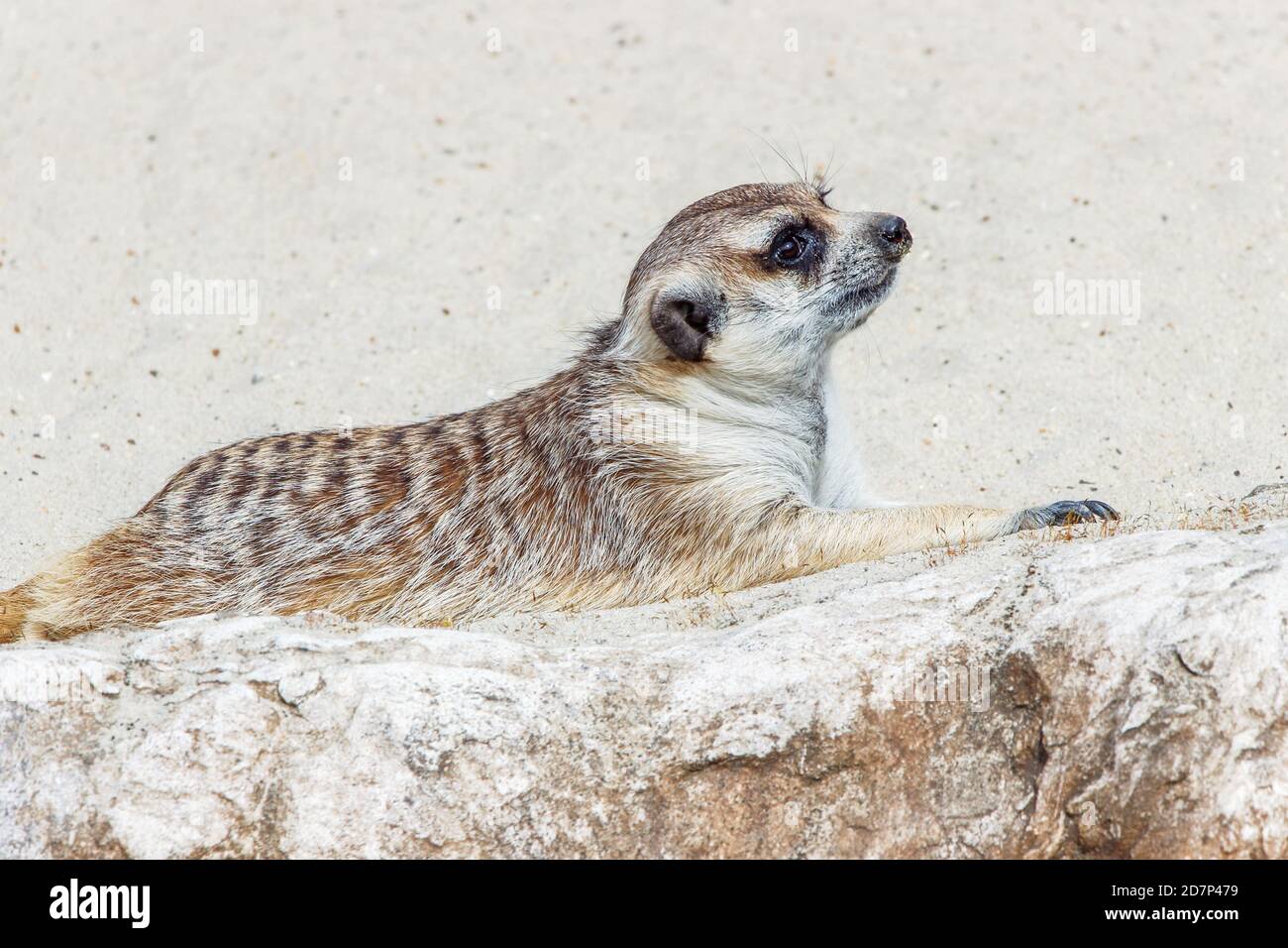 Meerkat lying on rock hi-res stock photography and images - Alamy