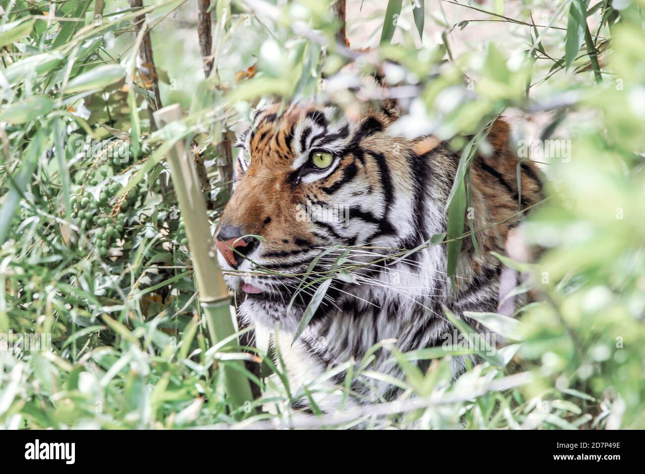 Hide behind hi-res stock photography and images - Alamy