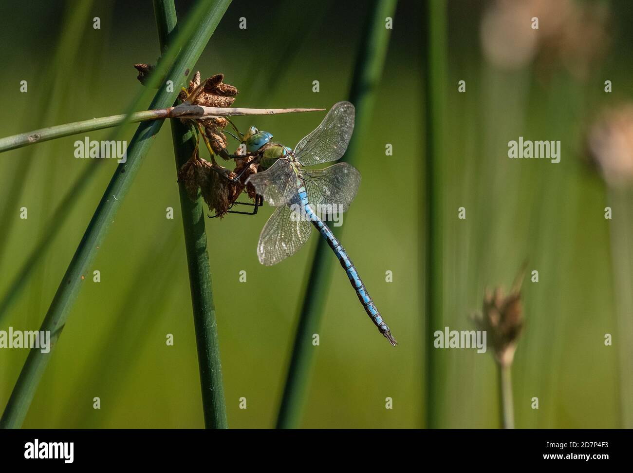 Male Emperor dragonfly, Anax imperator, with damaged wings, settled on ...