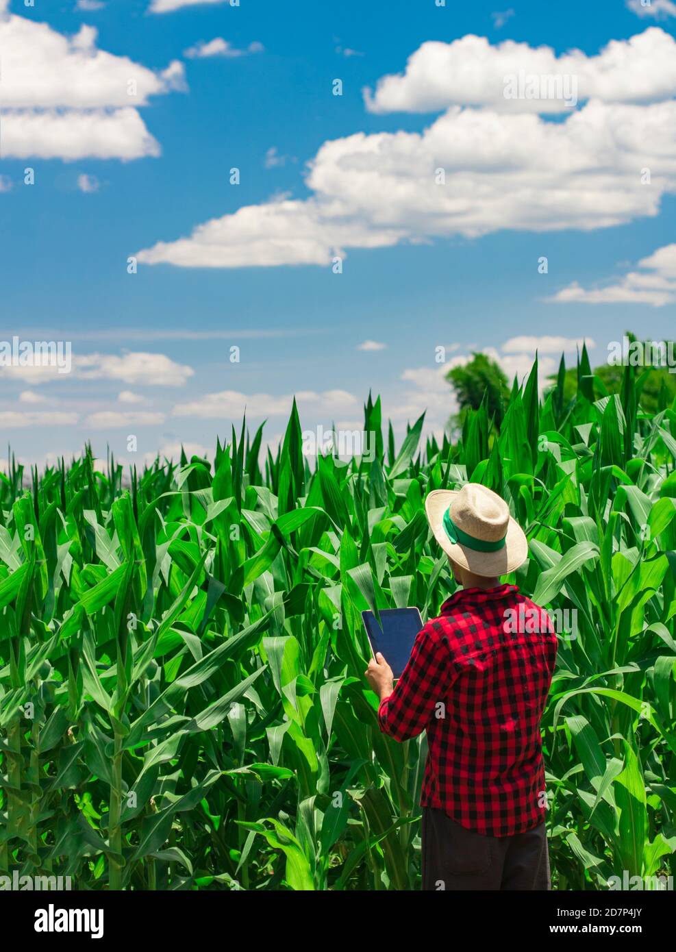 Farmer using digital tablet computer in cultivated corn field ...