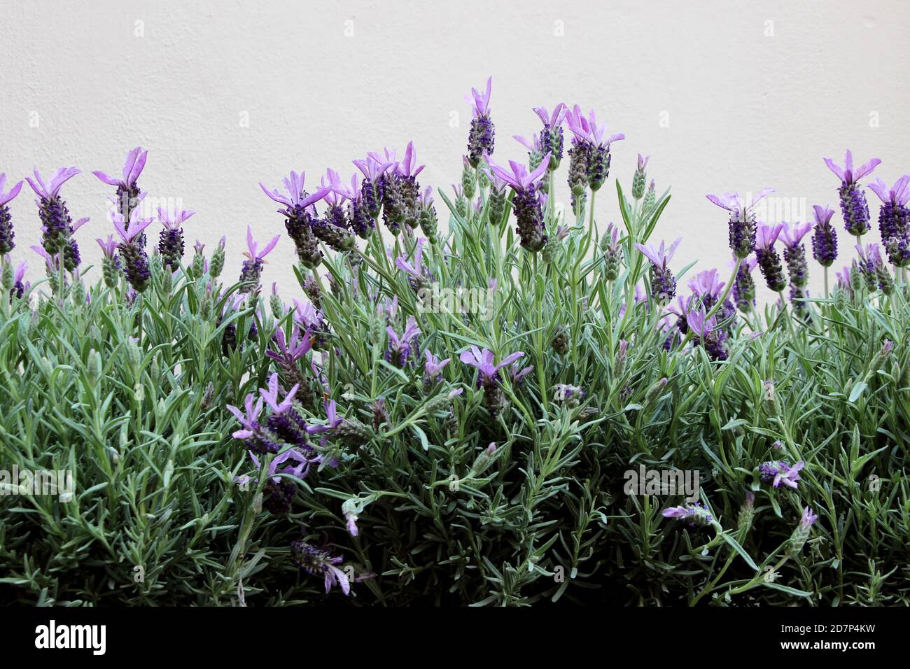 blooming spanish lavender flower bush in garden Stock Photo - Alamy