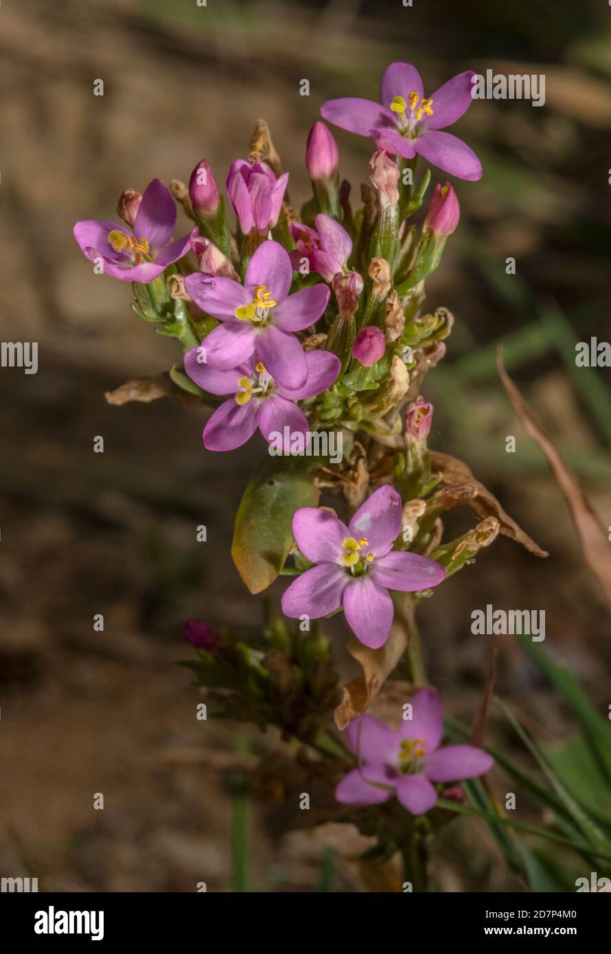 Common centaury, Centaurium erythraea, in flower in coastal grassland ...