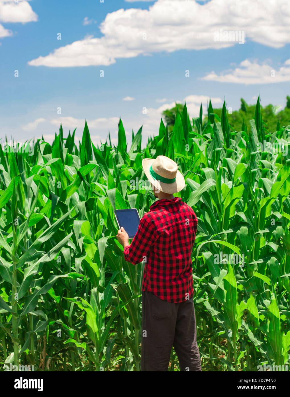 Farmer using digital tablet computer in cultivated corn field ...