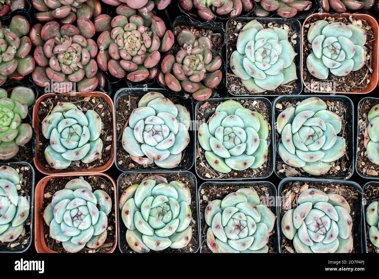 colorful succulent plants in pot in a row Stock Photo - Alamy