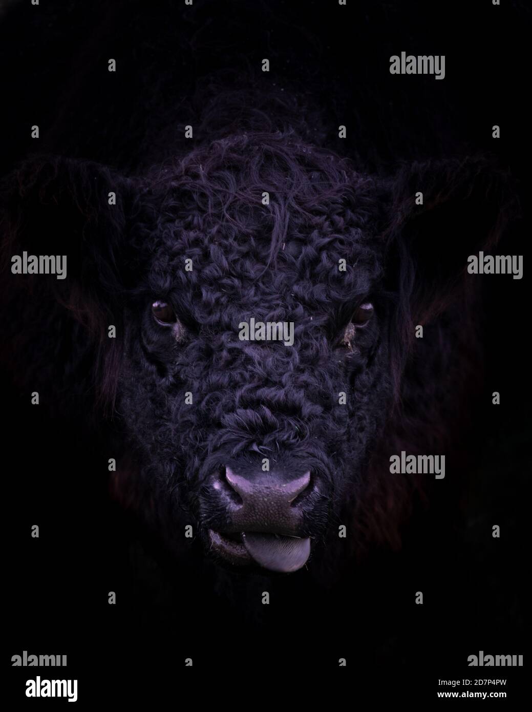 Scary cows hi-res stock photography and images - Alamy