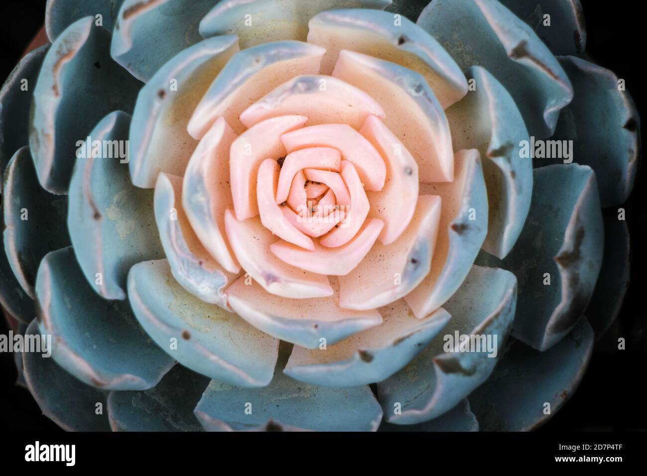 Blue succulent hi-res stock photography and images - Alamy