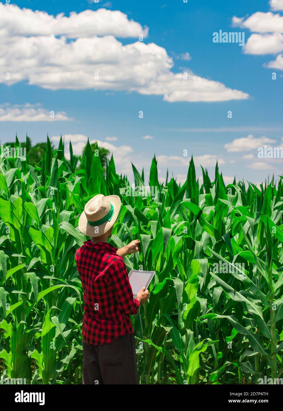 Farmer using digital tablet computer in cultivated corn field ...
