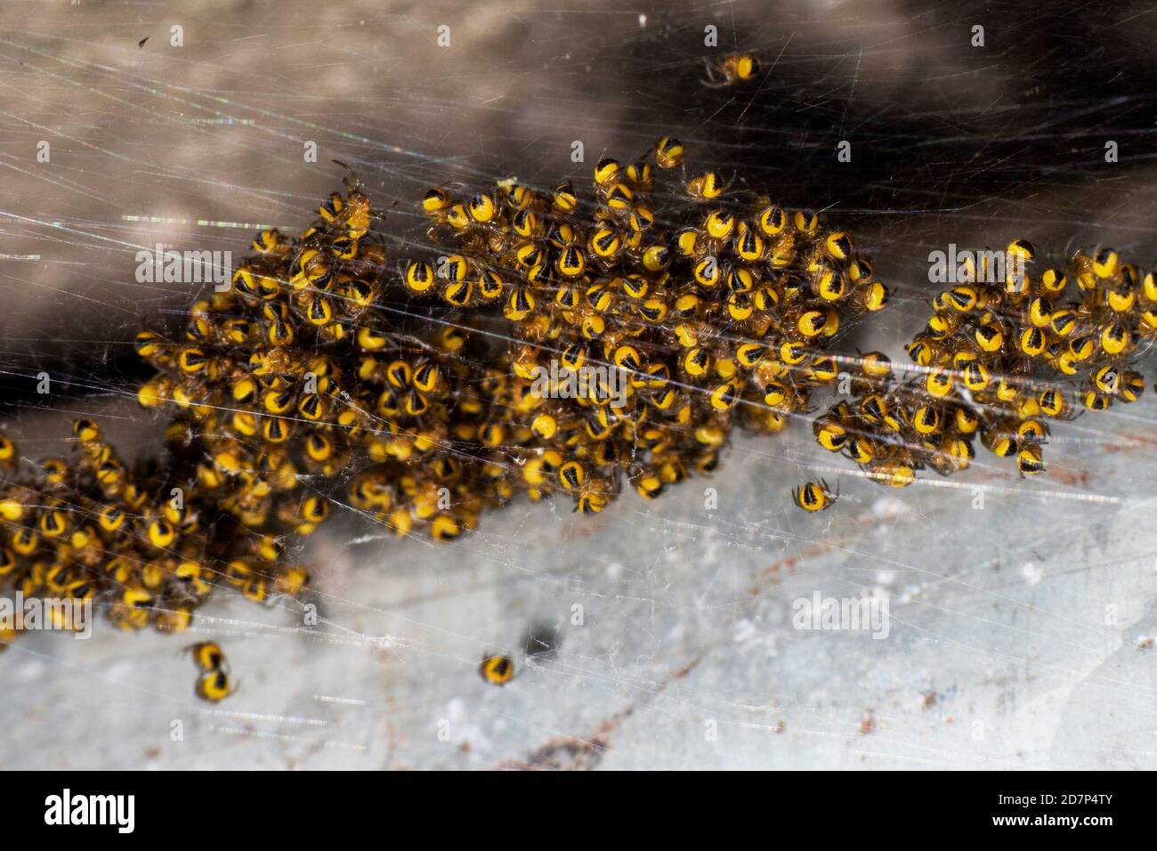 lots of young yellow spiders Stock Photo - Alamy