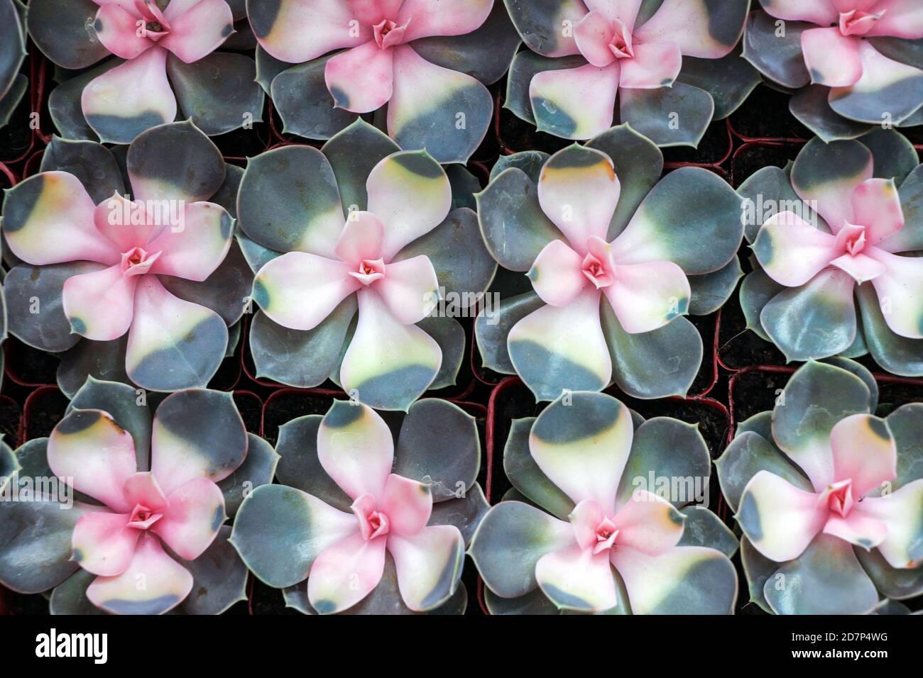 colorful succulent plants in pot in a row Stock Photo - Alamy