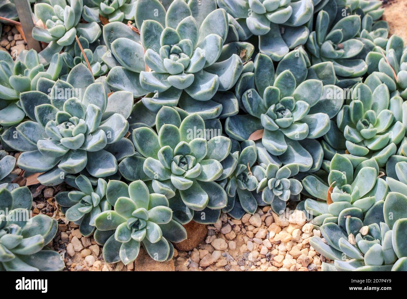 green succulent plant bushes growing on sandstone Stock Photo - Alamy