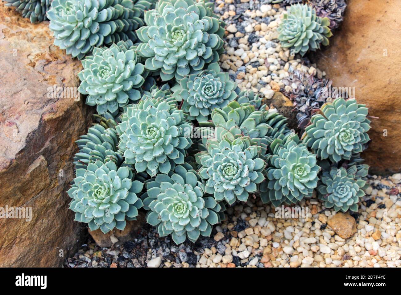 green succulent plant bushes growing on sandstone Stock Photo - Alamy