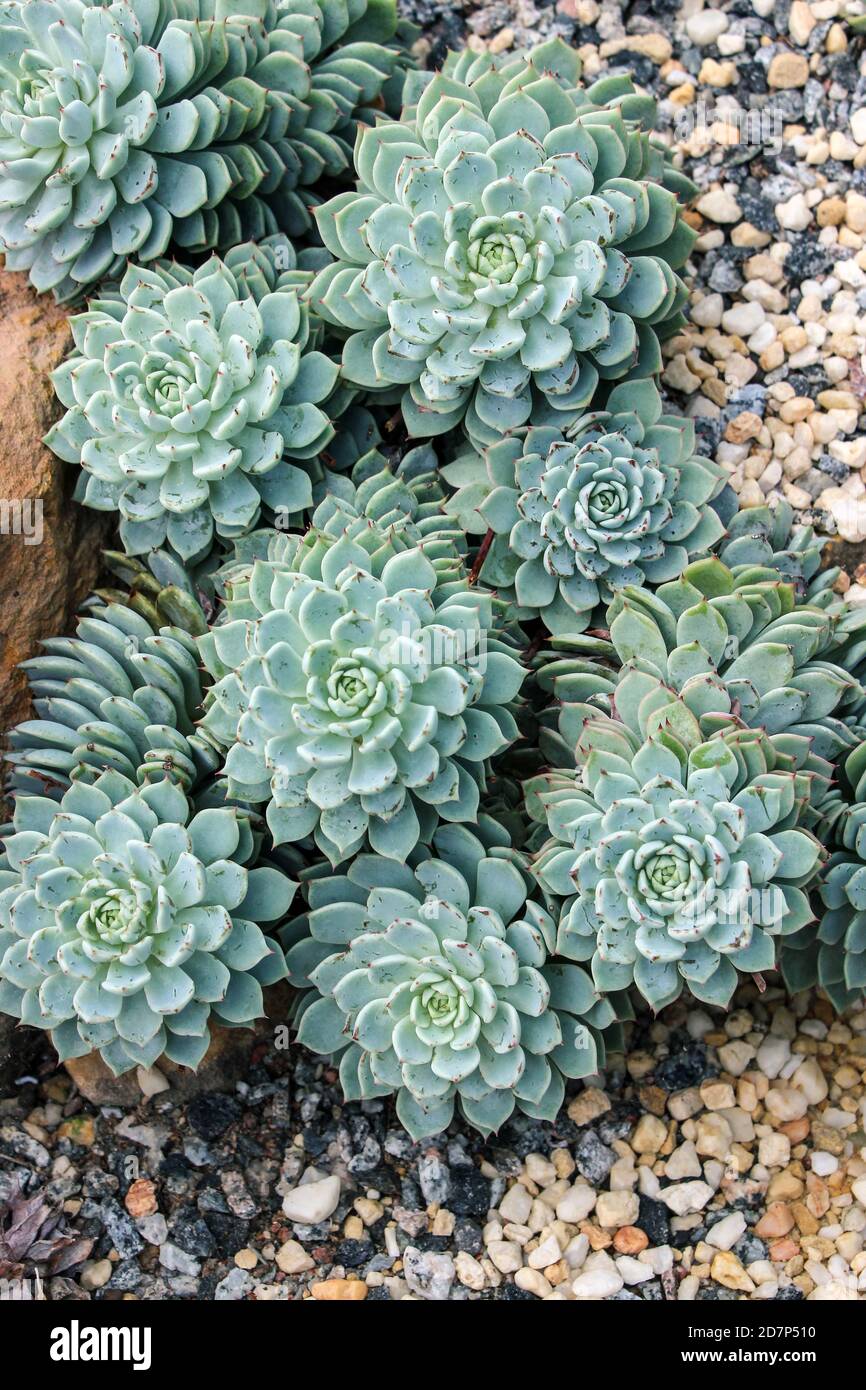green succulent plant bushes growing on sandstone Stock Photo - Alamy