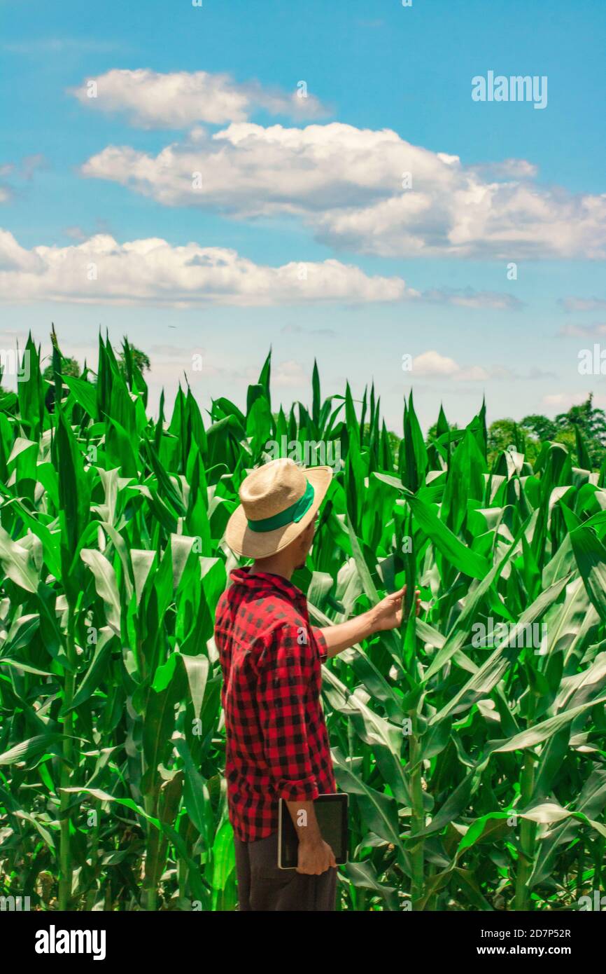 Farmer using digital tablet computer in cultivated corn field ...