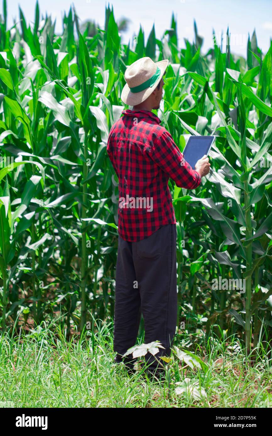 Farmer using digital tablet computer in cultivated corn field ...