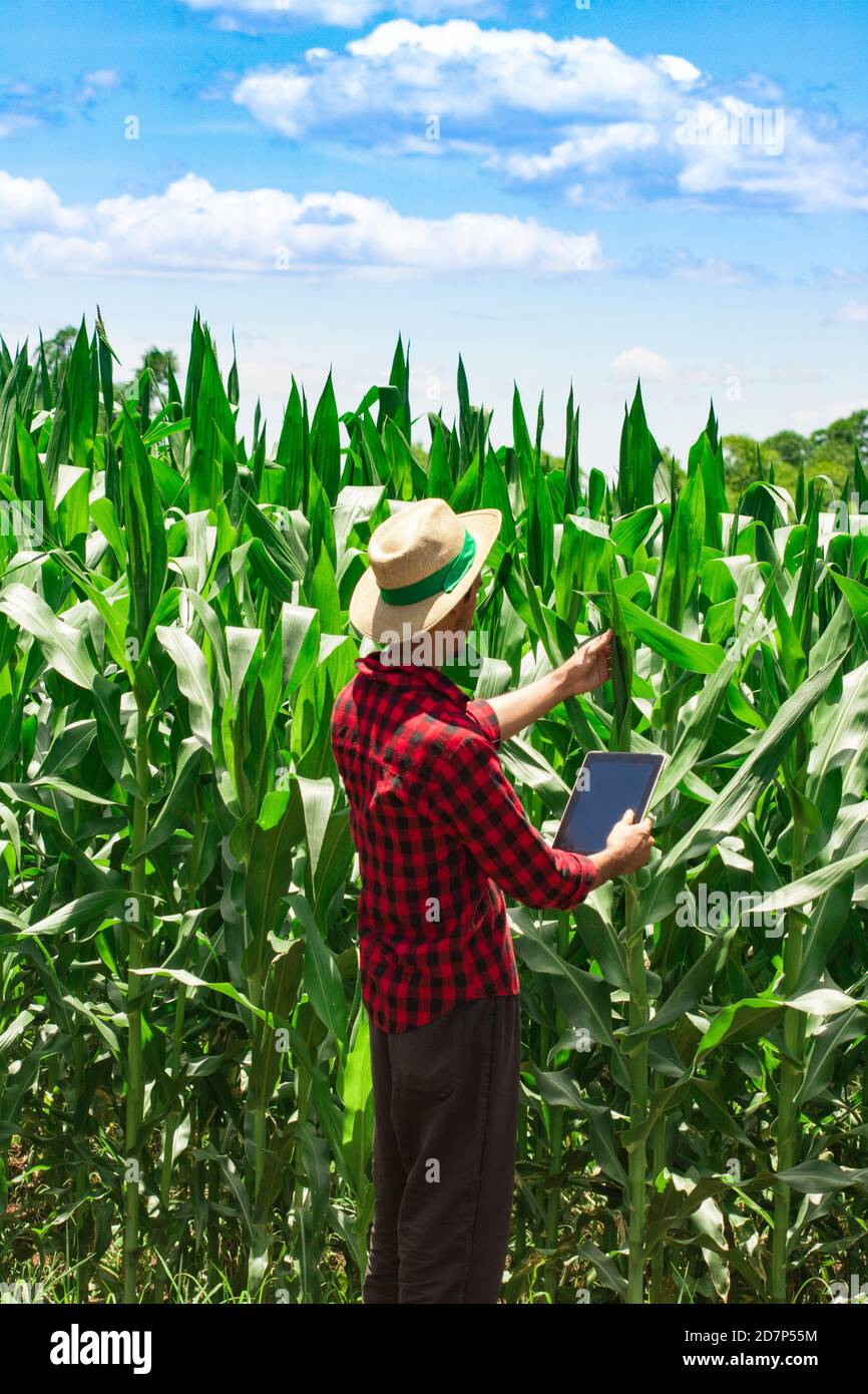 Farmer using digital tablet computer in cultivated corn field ...