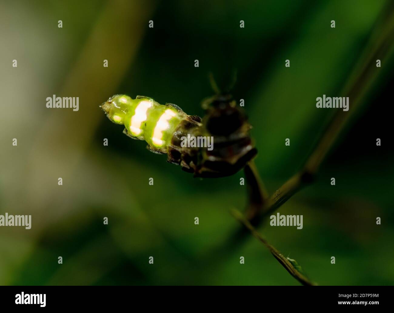 Night active hi-res stock photography and images - Alamy