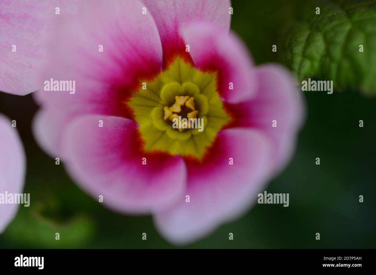 Pink primula vulgaris hi-res stock photography and images - Alamy