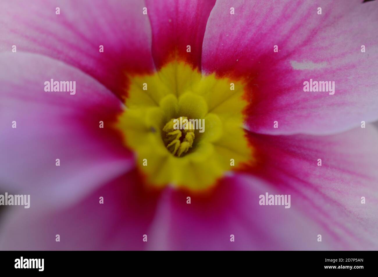 Closeup shot beautiful primula hi-res stock photography and images - Alamy