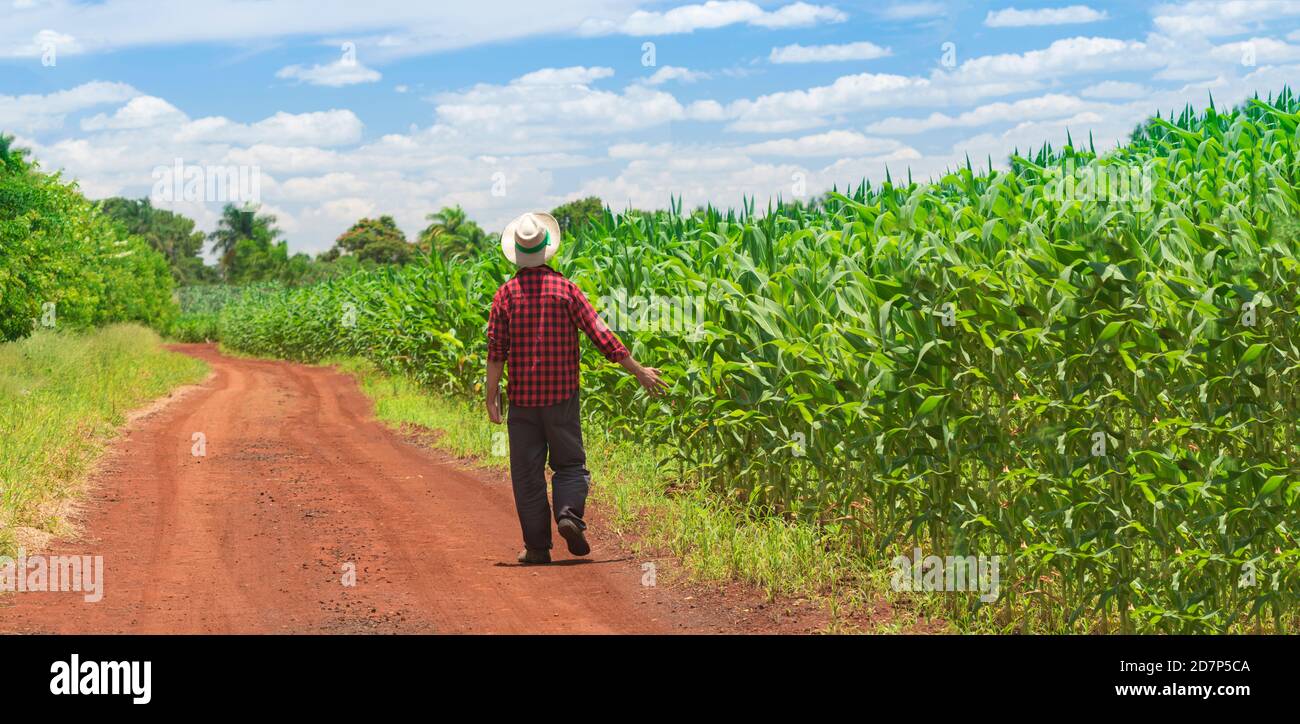 Farmer using digital tablet computer in cultivated corn field ...