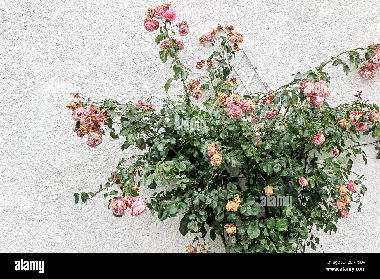 Pink rose bushes hi-res stock photography and images - Alamy