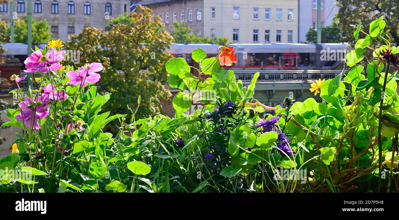 Vienna, Austria. Flower trough on a windowsill Stock Photo - Alamy