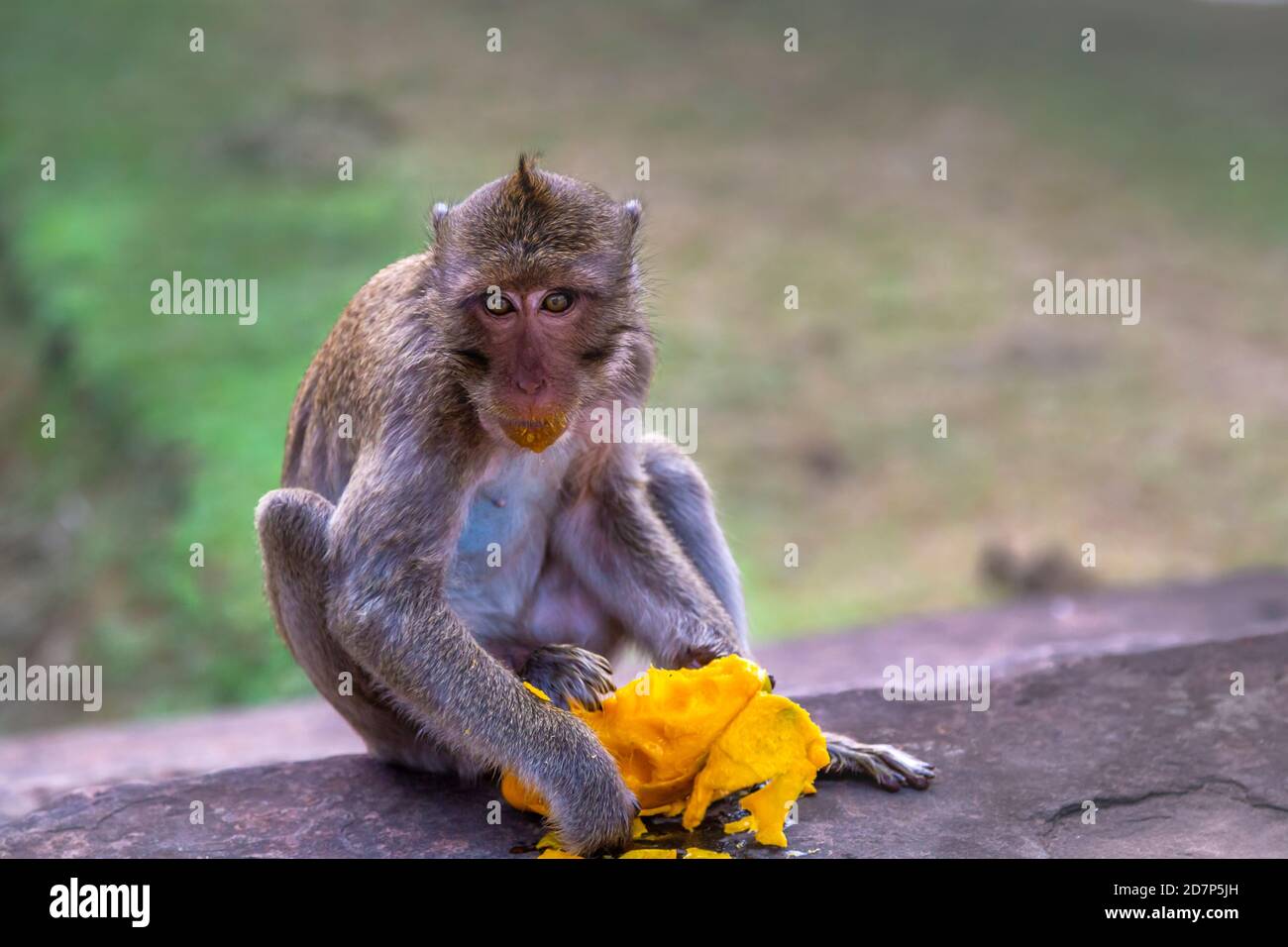 A monkey eating a mango in the archeological ruins of Angkor Wat near ...