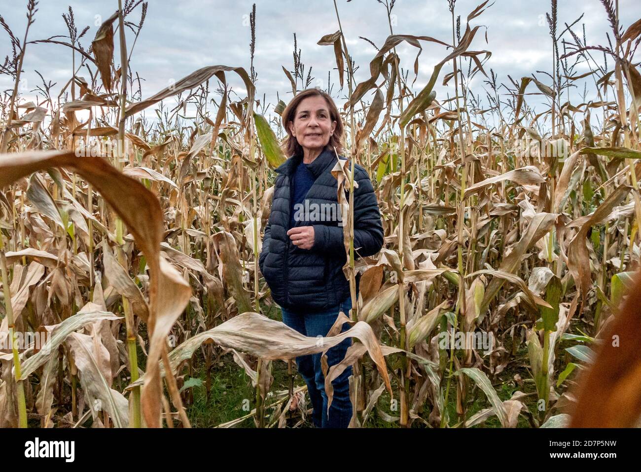 Lady in a cornfield in Petrockstowe, Devon Stock Photo - Alamy