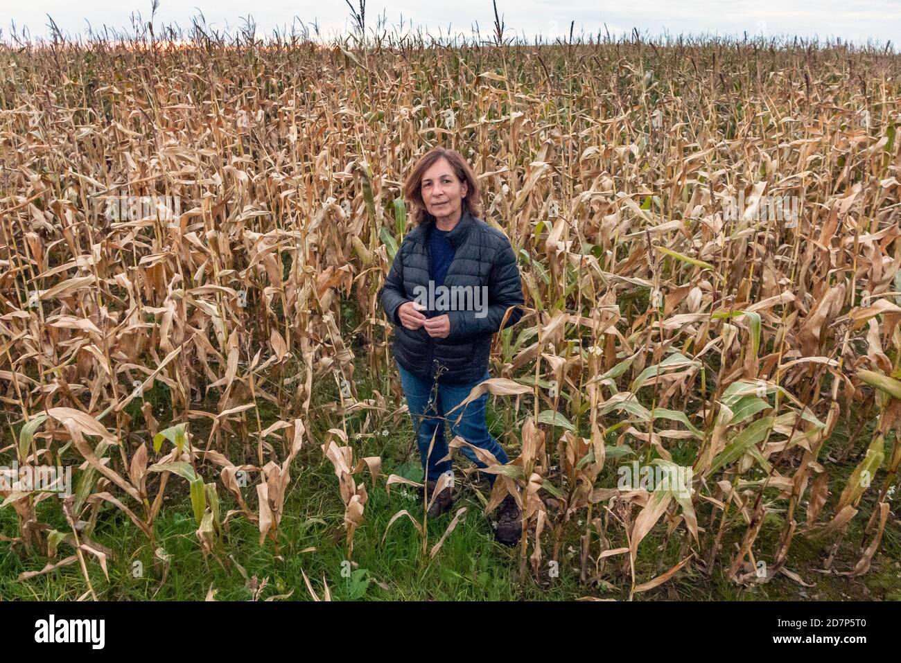 Lady in a cornfield in Petrockstowe, Devon Stock Photo - Alamy