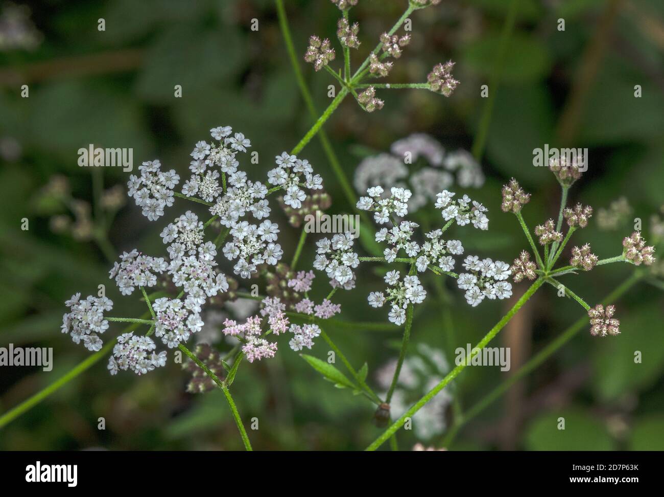 Upright hedge-parsley, Torilis japonica, in flower and fruit, in late ...