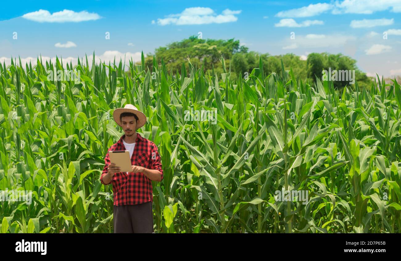 Farmer using digital tablet computer in cultivated corn field ...