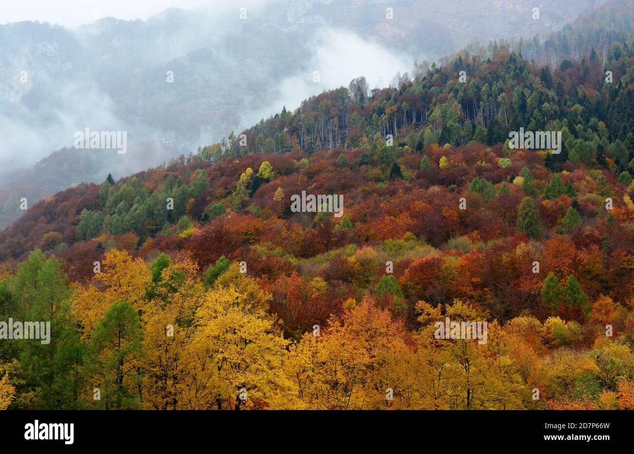 the beautiful bright colors of the autumn forest Stock Photo - Alamy