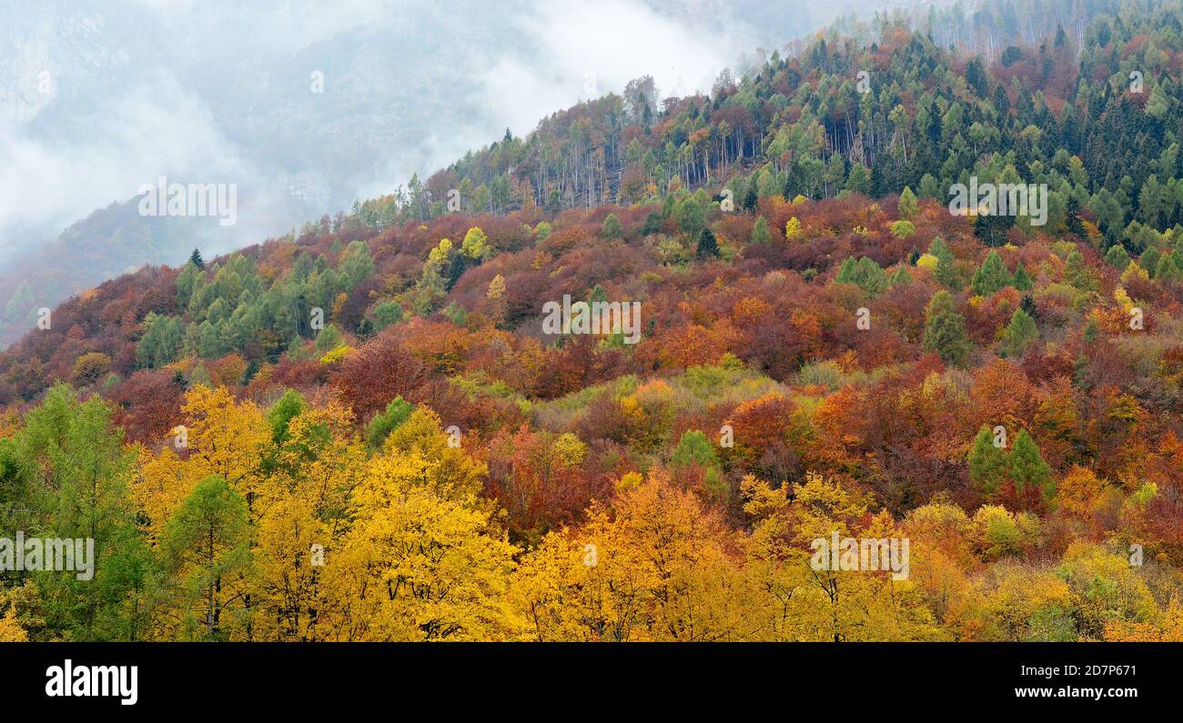 the beautiful bright colors of the autumn forest Stock Photo - Alamy