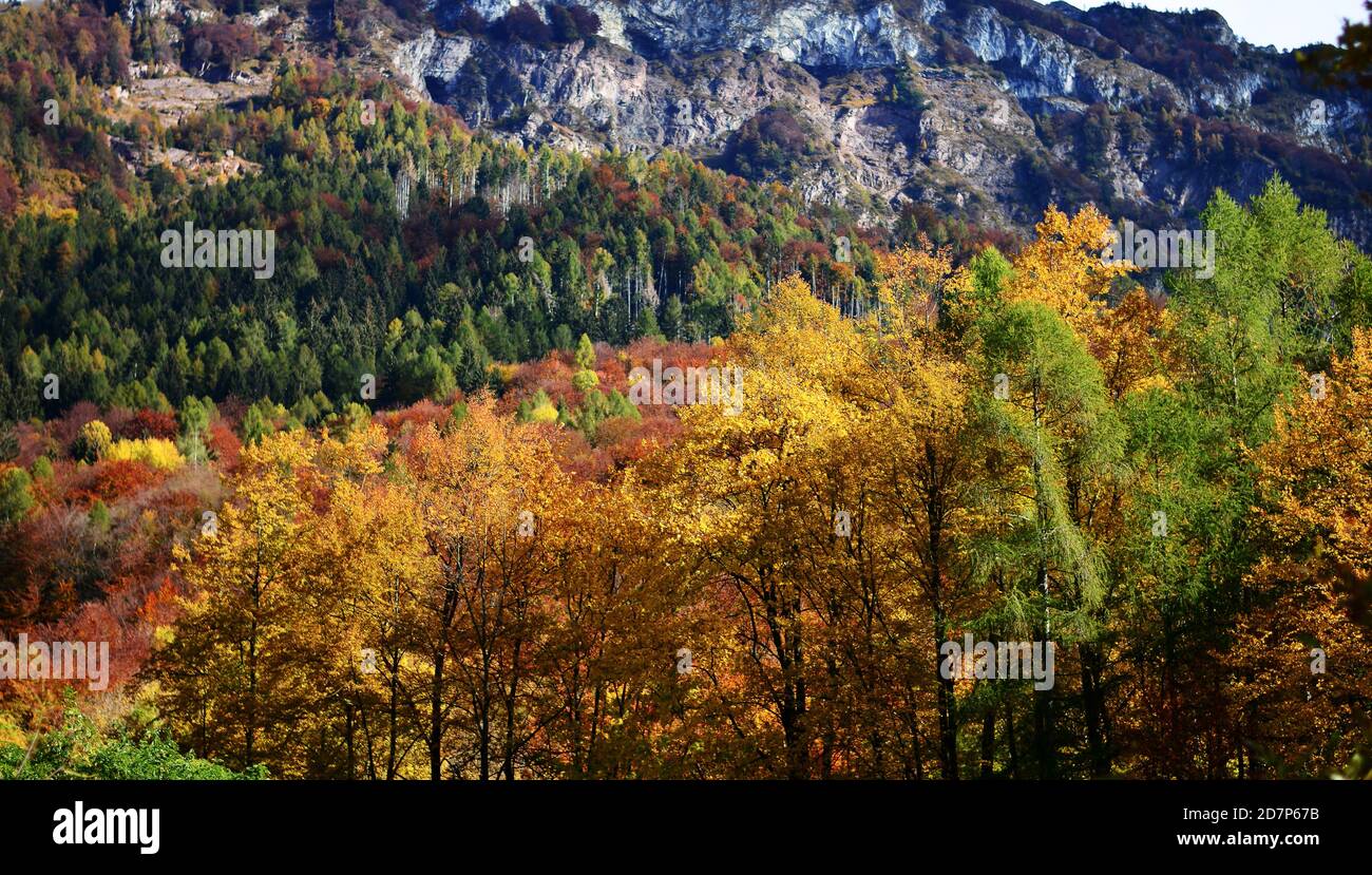 the beautiful bright colors of the autumn forest Stock Photo - Alamy