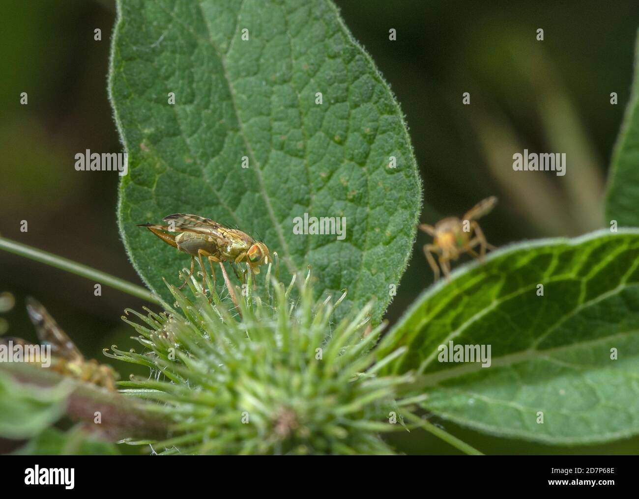 Female Banded Burdock Fly, Terellia tussilaginis, a picture-winged gall ...