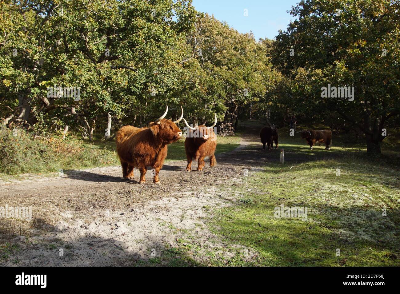 Cattle path hi-res stock photography and images - Alamy