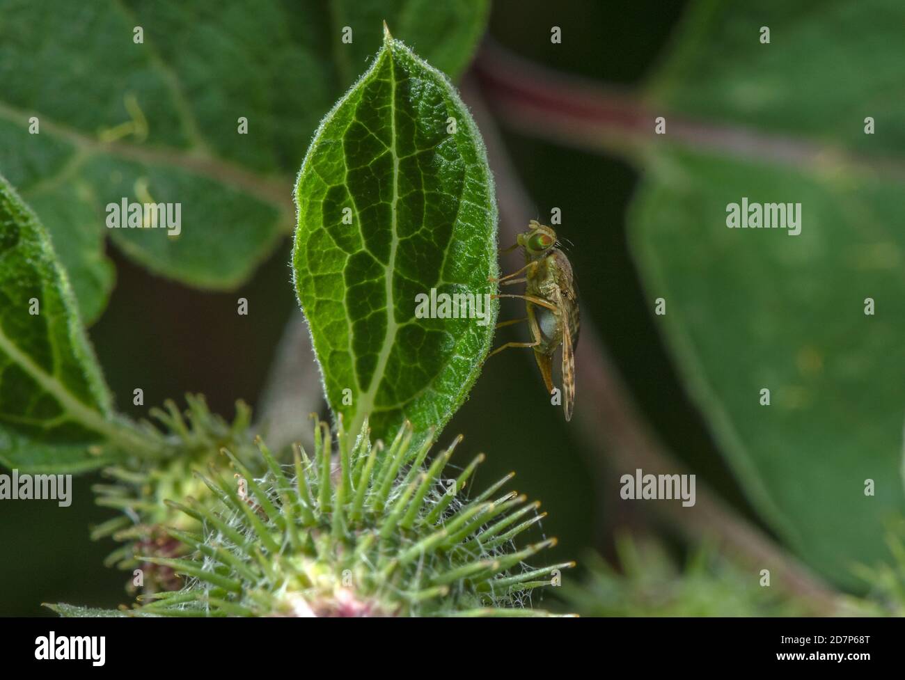 Female Banded Burdock Fly, Terellia tussilaginis, a picture-winged gall ...