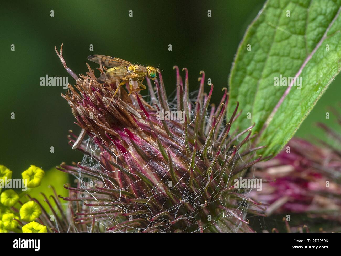 Male Banded Burdock Fly, Terellia tussilaginis, a picture-winged gall ...