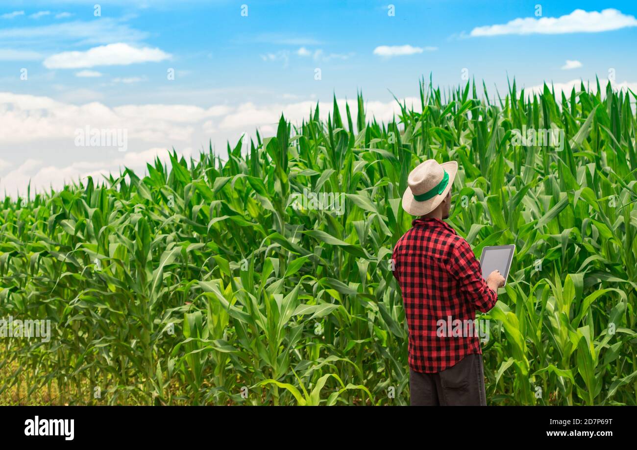 Farmer using digital tablet computer in cultivated corn field ...