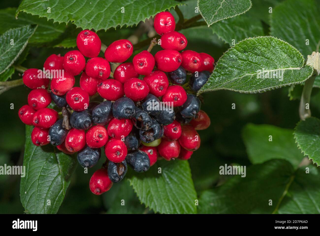 The ripe berries of Wayfaring tree, Viburnum lantana, in late summer ...