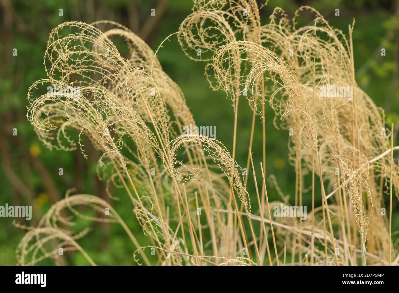 Swirling stems hi-res stock photography and images - Alamy