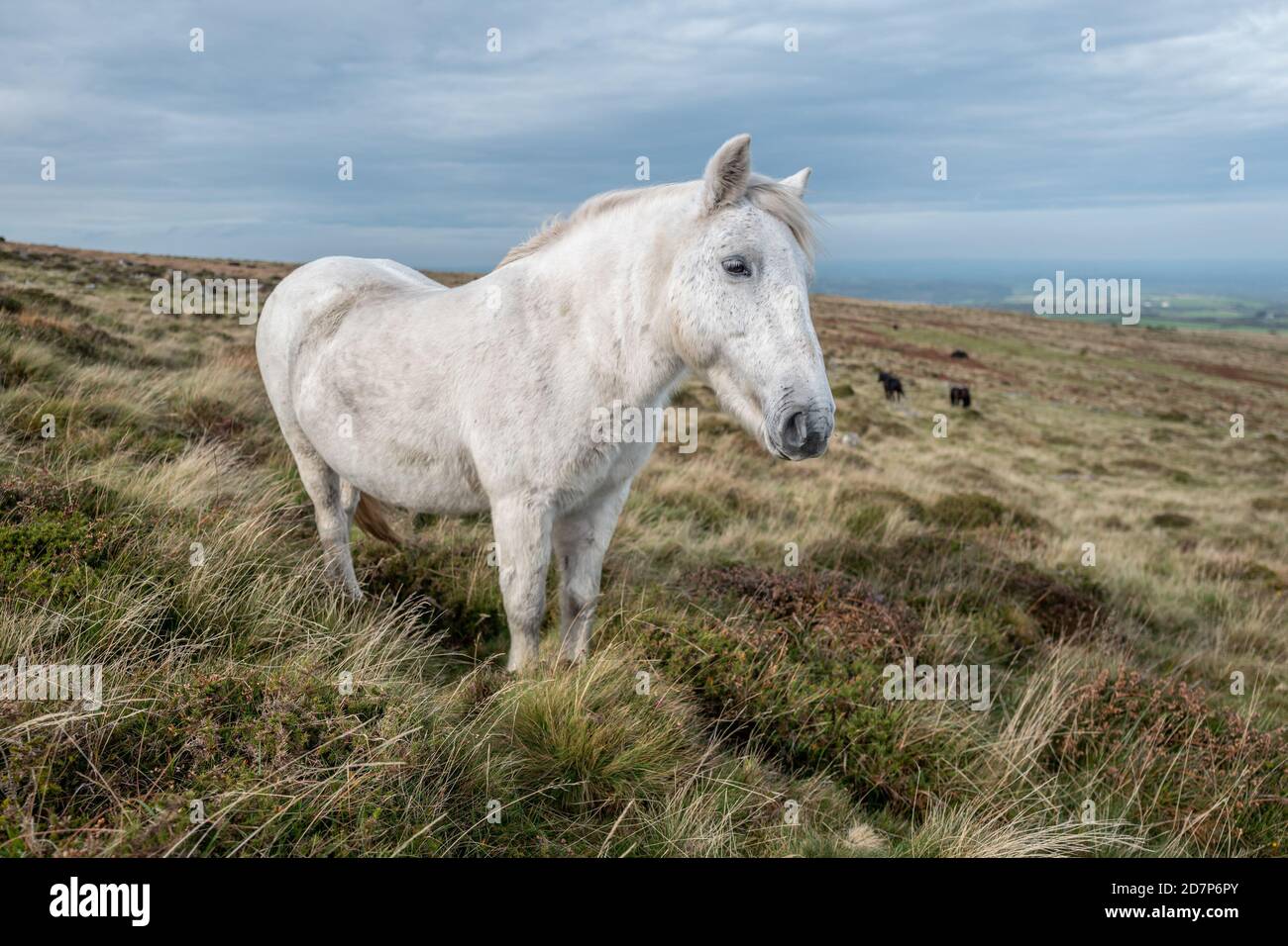 Cosdon Beacon on Dartmoor in Devon Stock Photo - Alamy
