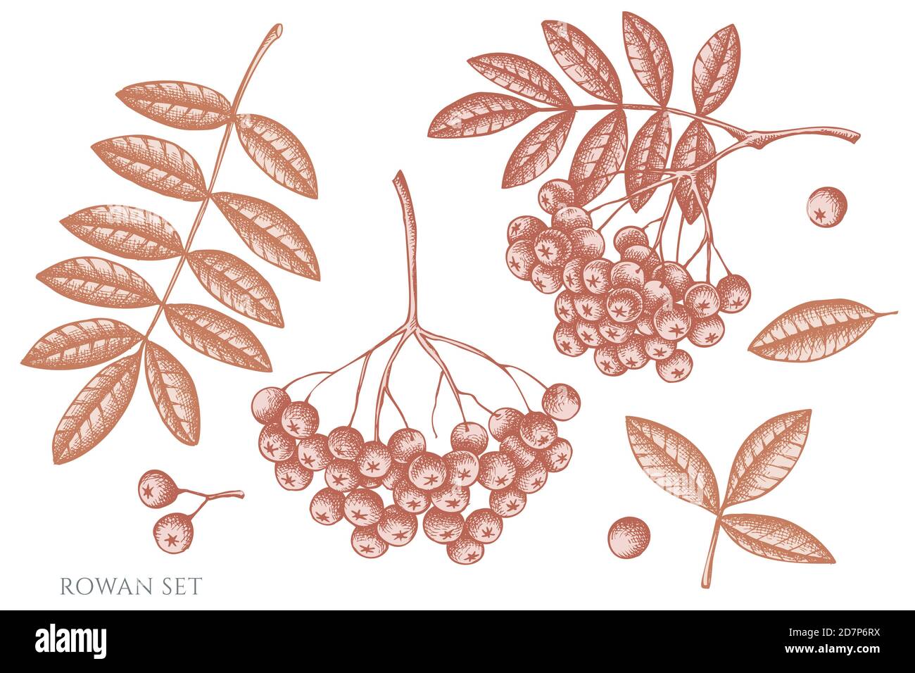 Vector set of hand drawn pastel rowan Stock Vector Image & Art - Alamy